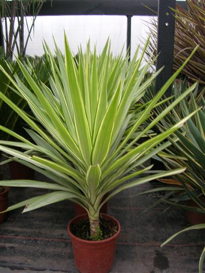 Tropical paradise, de verkoop/verhuur site voor al uw palmbomen