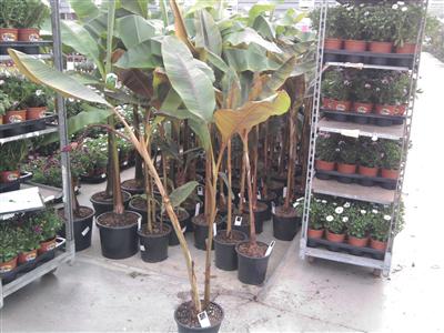 Tropical paradise, de verkoop/verhuur site voor al uw palmbomen